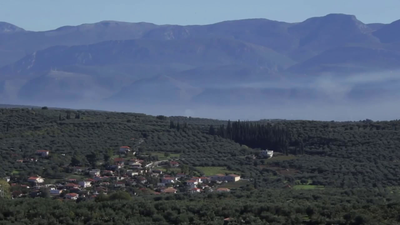 Nikolopoulos Estate | Greek Olive Oil